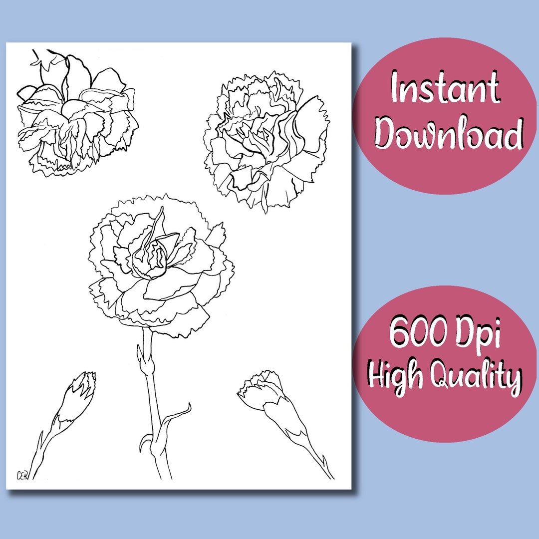 Carnations Study Printable Coloring Page - Etsy