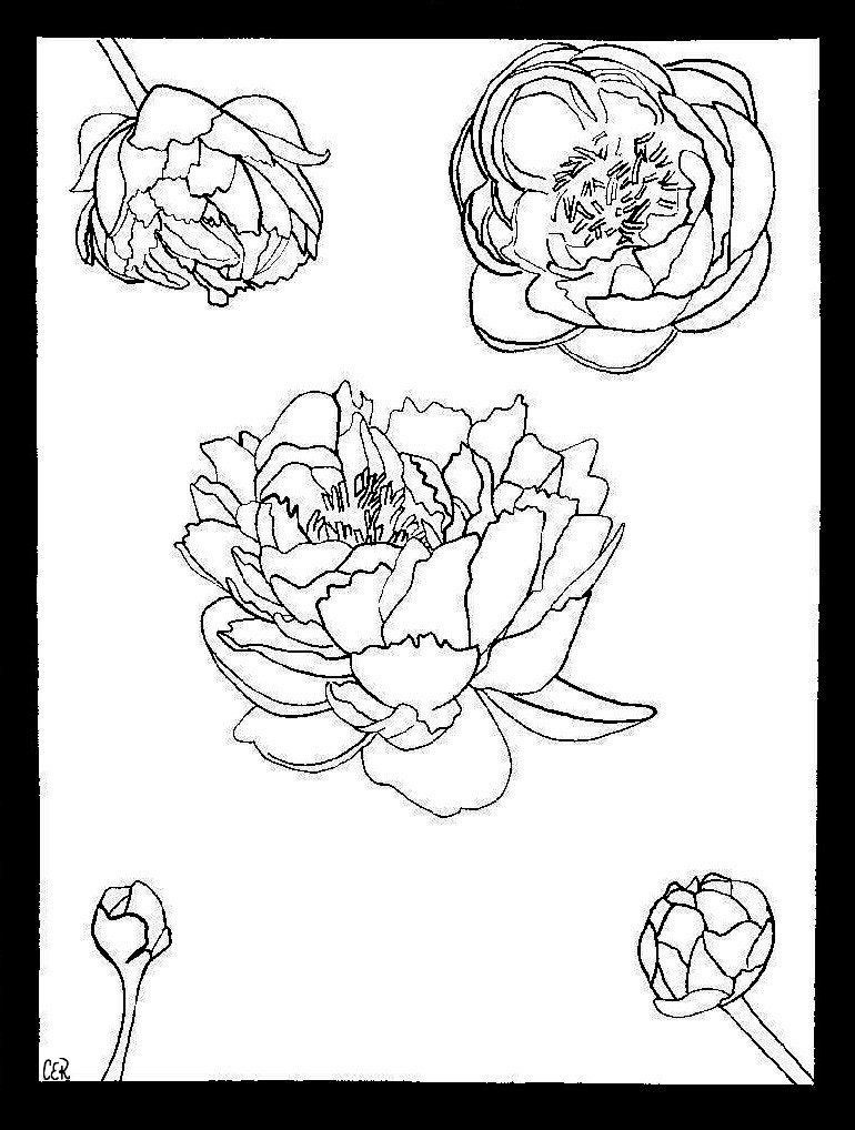 Peonies Study Printable Coloring Page - Etsy