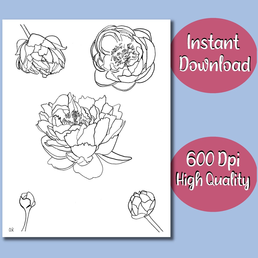 Peonies Study Printable Coloring Page - Etsy