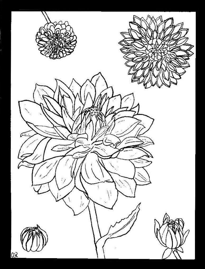 Dahlia Study Printable Coloring Page - Etsy