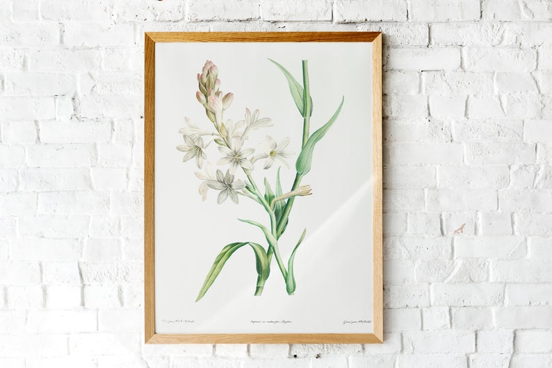 Vintage Flower Painting, White Tuberose in Bloom, Regency Era Antique ...