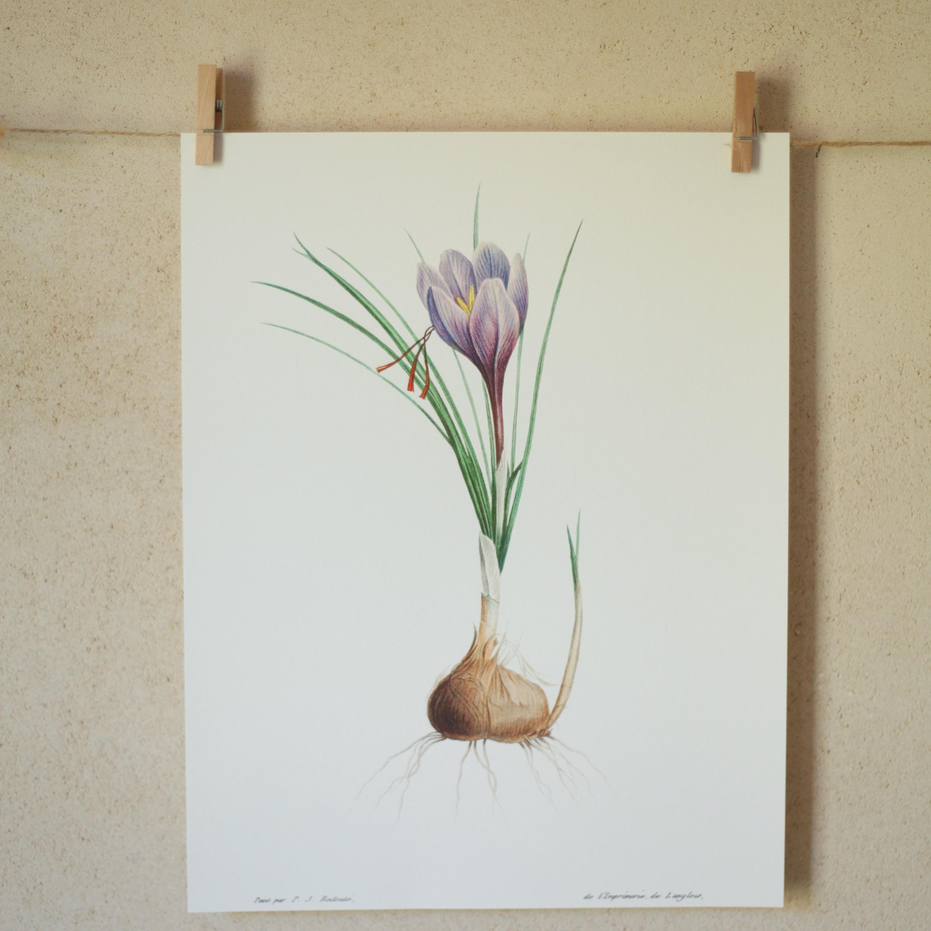 Botanical Reproduction Giclée Print, Saffron Crocus in Bloom, Antique ...