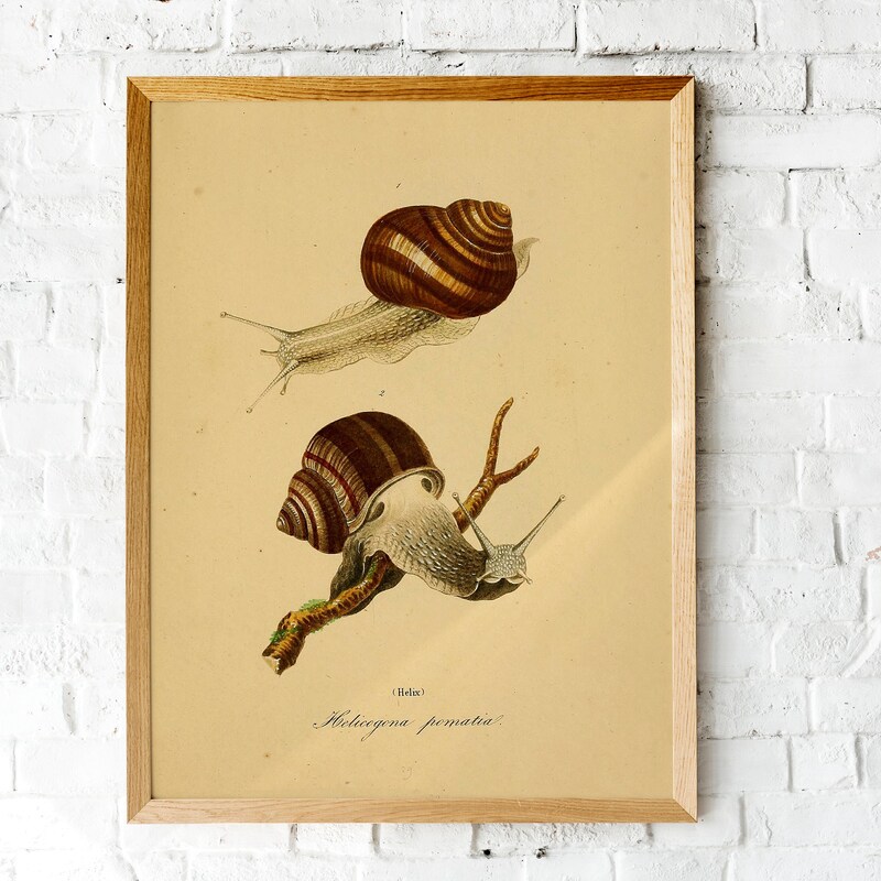Sepia Shell Prints - Etsy