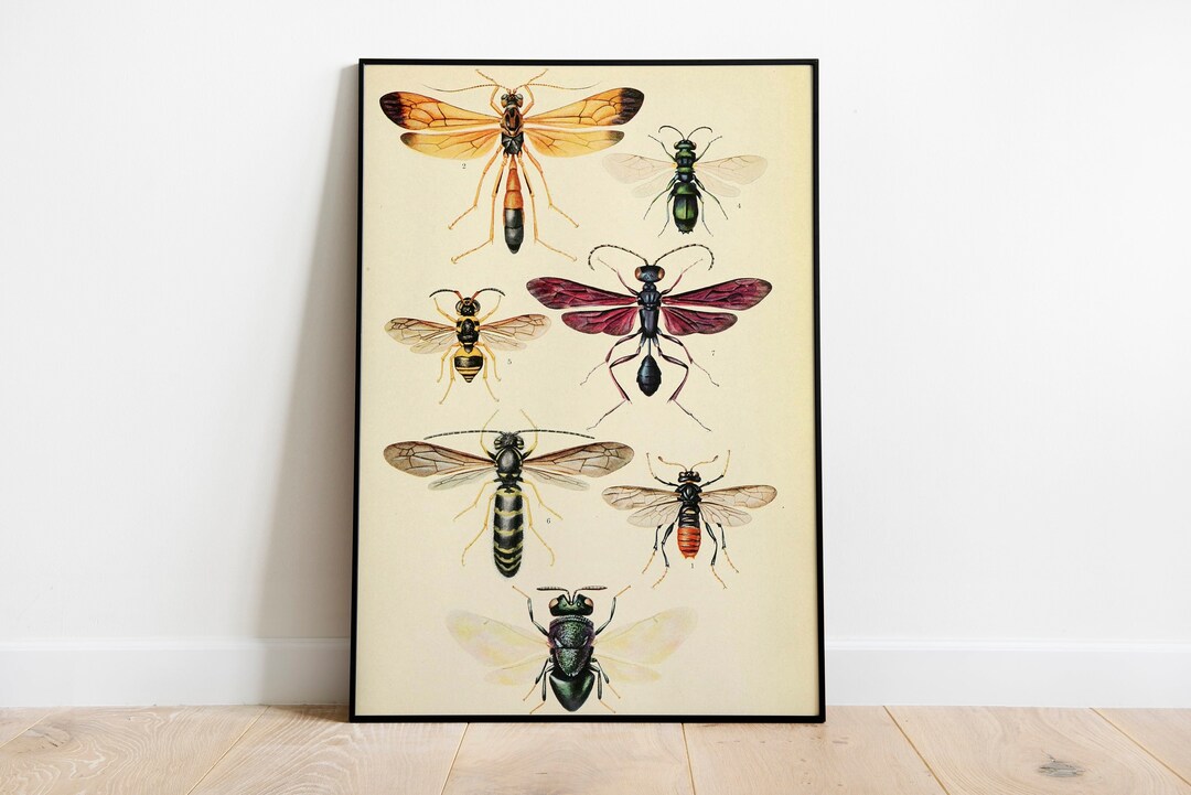 Vintage Entomology Illustration, Wasps Beneficial Insects, Instant ...