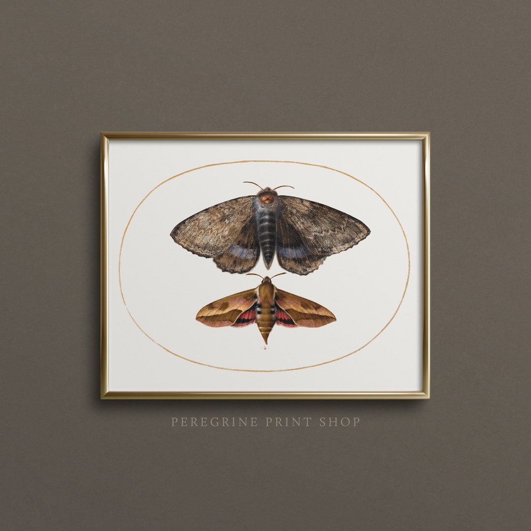 Vintage Moth Butterfly Art Neutral Wall Art Vintage - Etsy