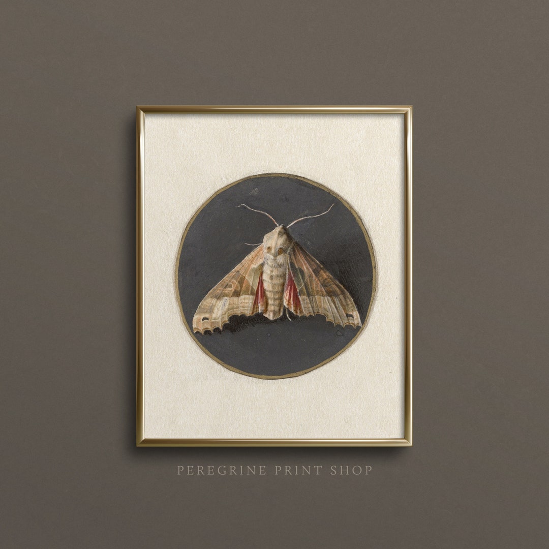 Vintage Moth | Butterfly Art | Neutral Wall Art | Vintage Butterfly Art ...