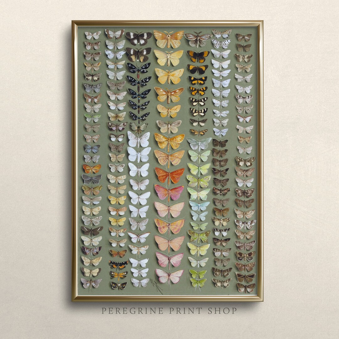 Green Butterfly Chart | Butterfly Art | Eclectic Butterfly Wall Art ...