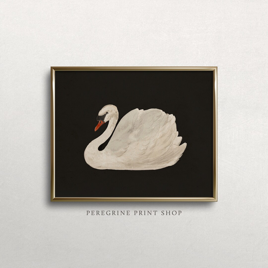 Black Lake Swan | Swan Print | Moody Wall Art | Vintage Kitchen Prints ...