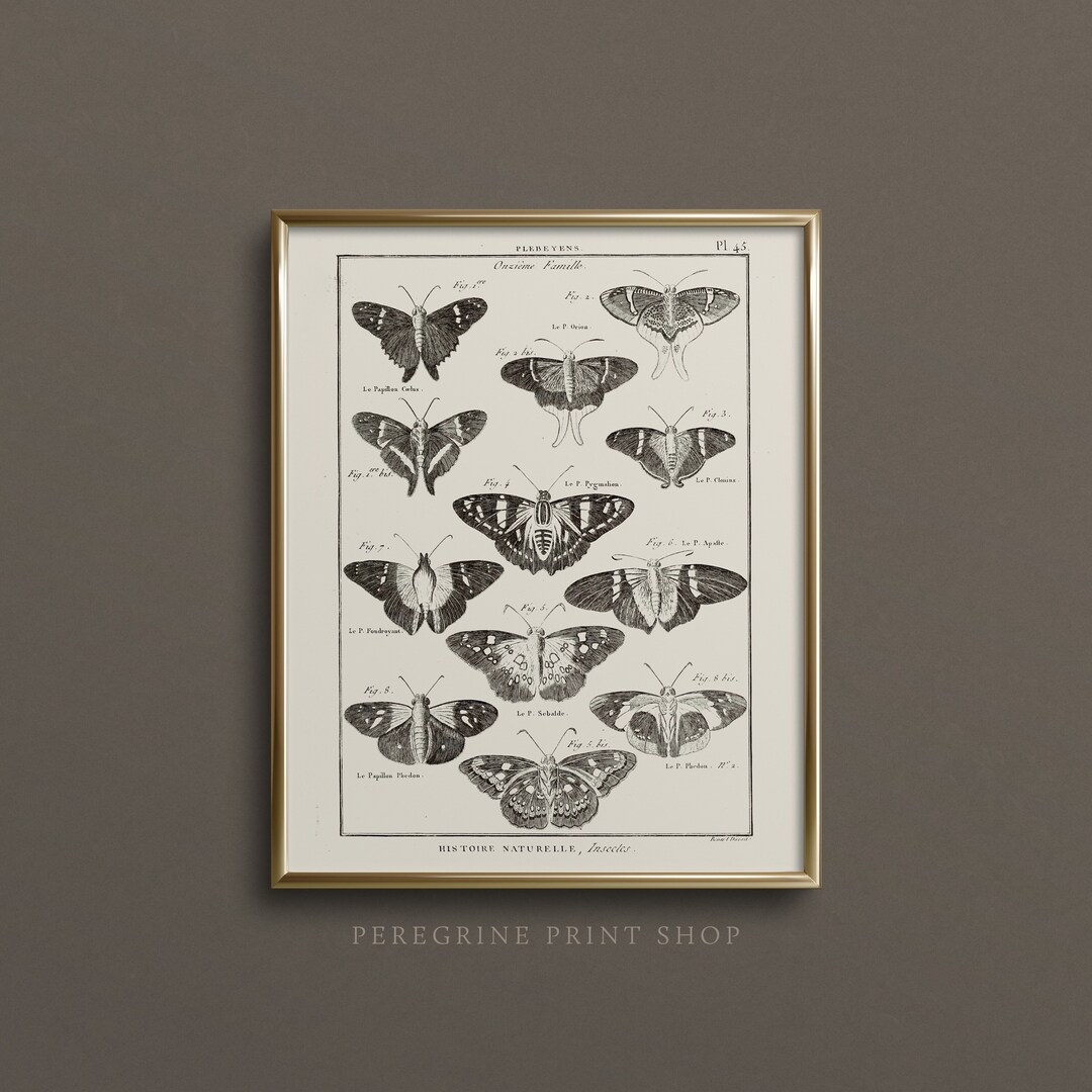 Butterfly Chart | Butterfly Art | Neutral Wall Art | Vintage Butterfly ...