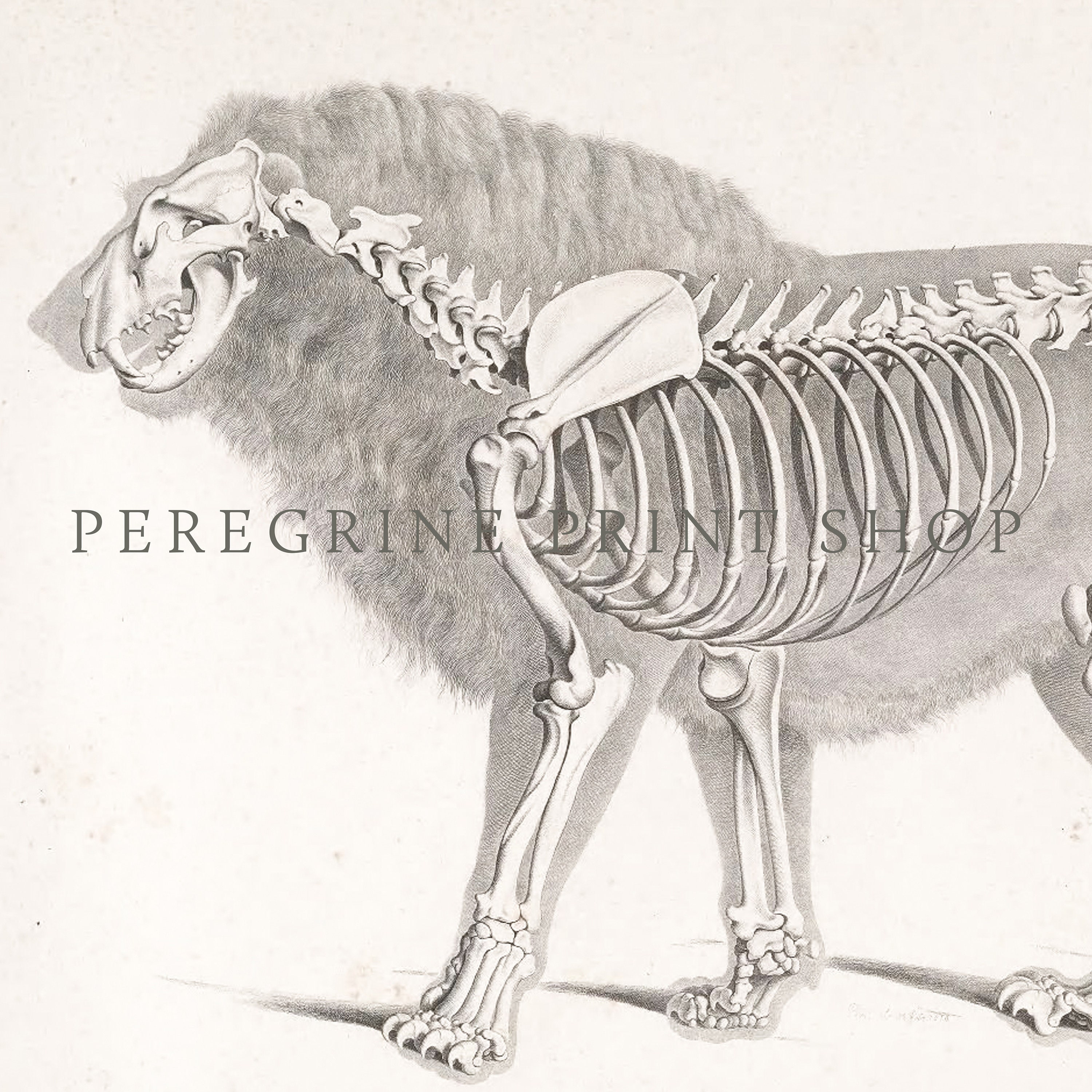 Lion Skeletal Anatomy Sketch Skeleton Art Moody Wall Art - Etsy Australia