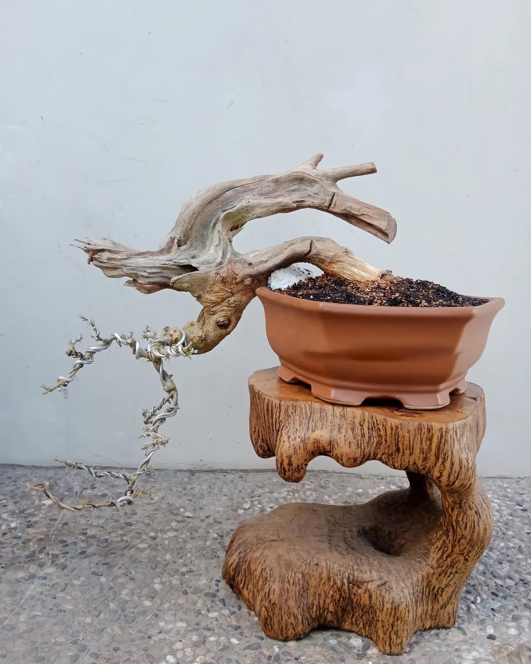 Actual Tree. Maclura Cochinchinensis Uniq - Etsy