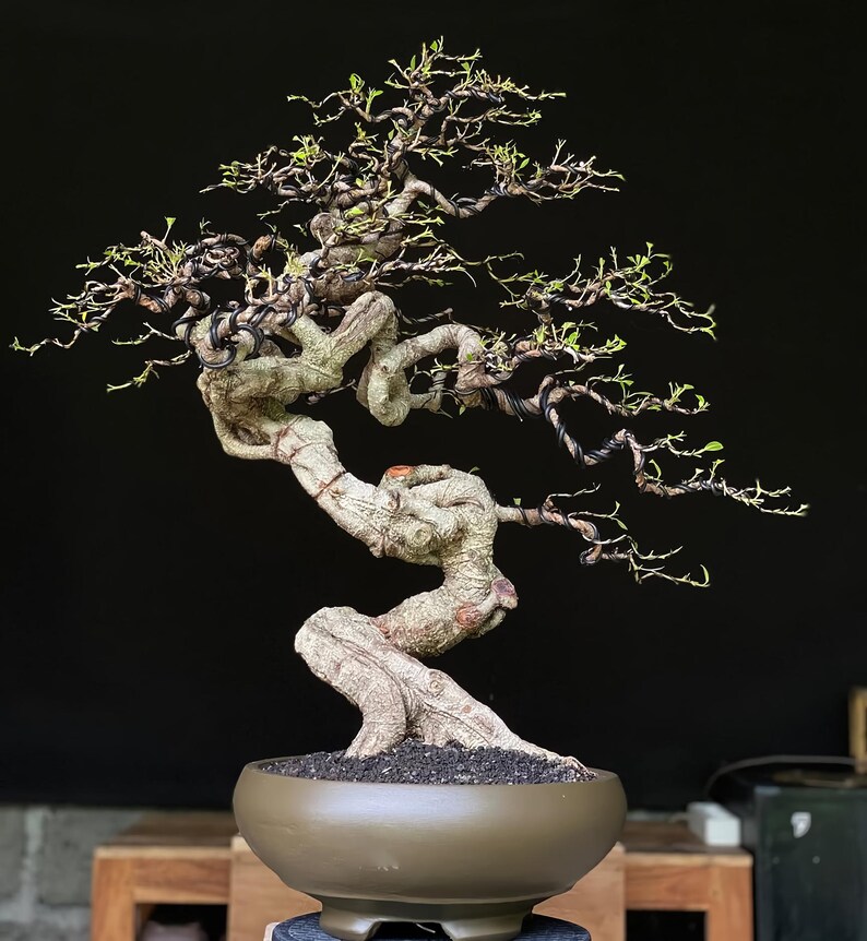 Actual Tree. Ficus Microcarpa Uniq - Etsy