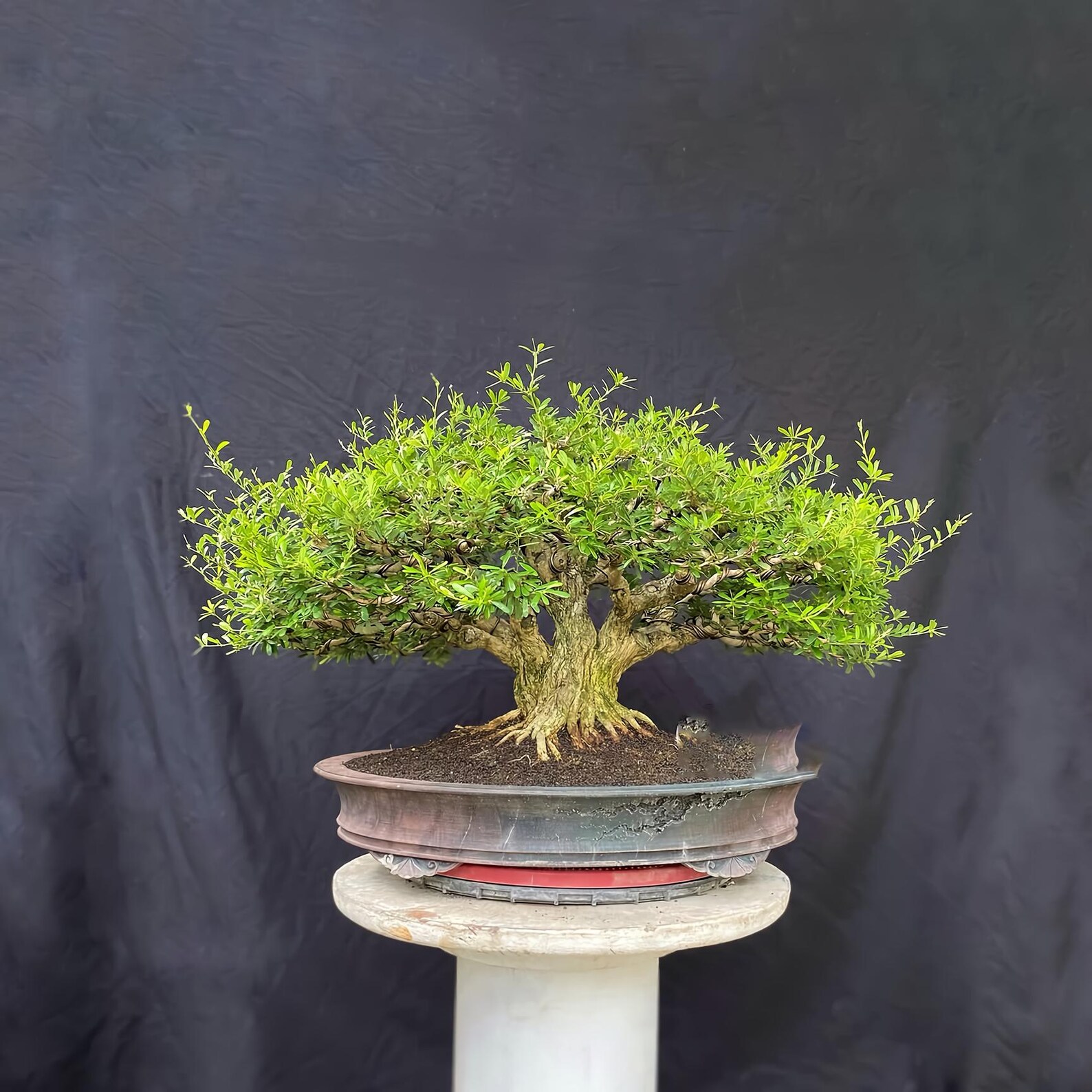 Actual Tree. Vietnamese Blue Bell. Trifidacanthus. Fragrant Purple ...