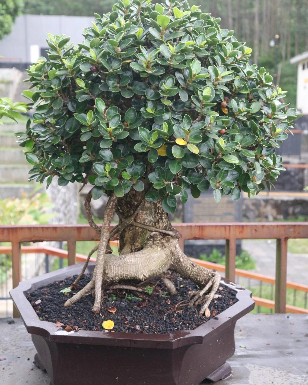 Actual Tree. Ficus Microcarpa Var. Latifolia Medium Size - Etsy