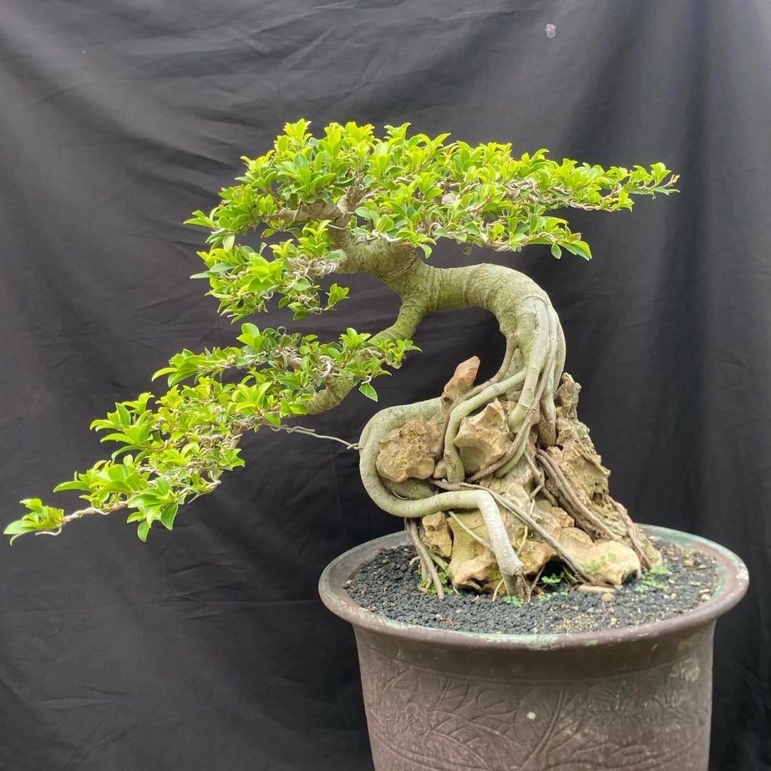 Actual Tree. Fig Tree Ficus Microcarpa Medium Size - Etsy