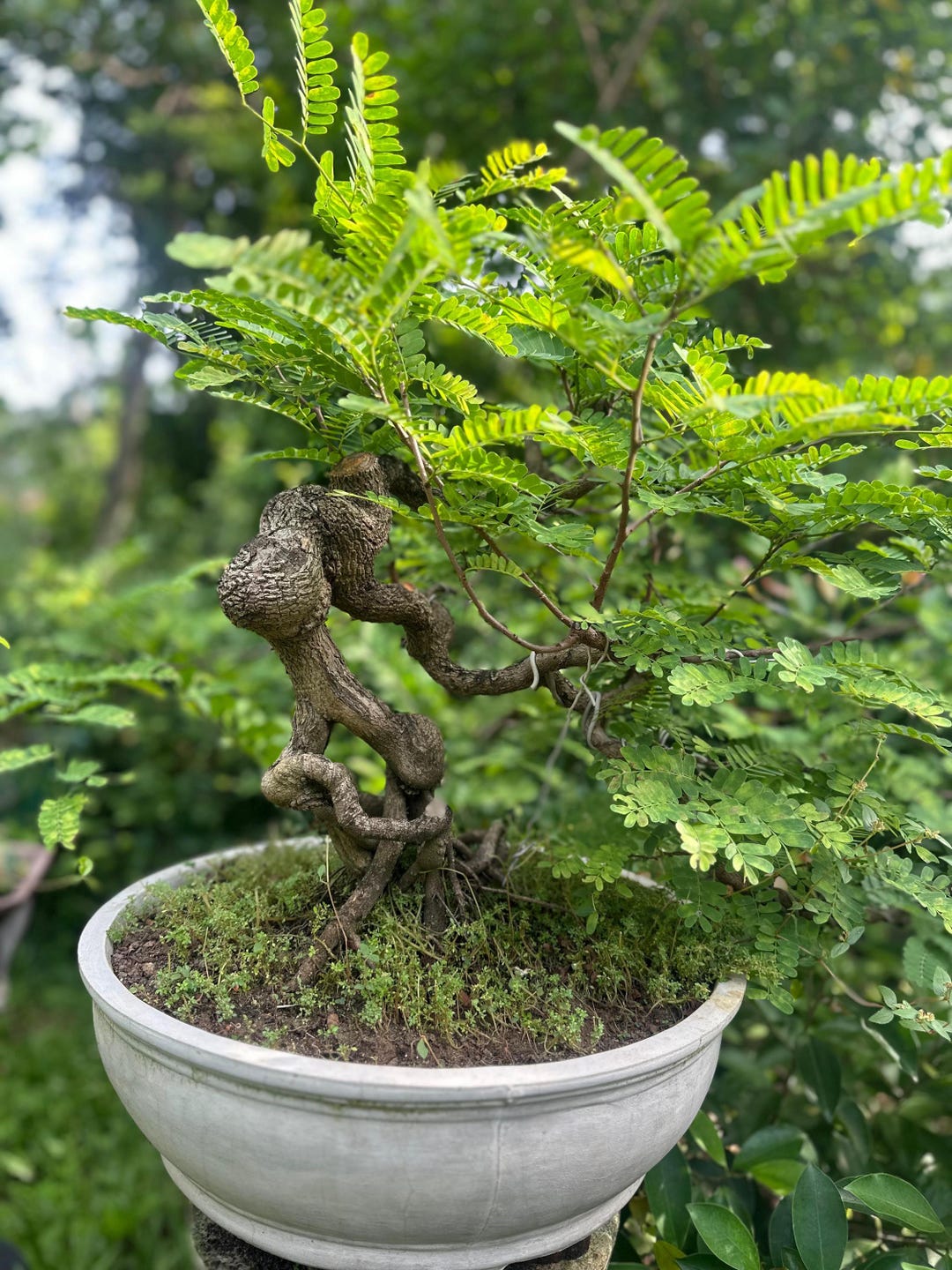 Actual Tree. Tamarindus Indica - Etsy UK
