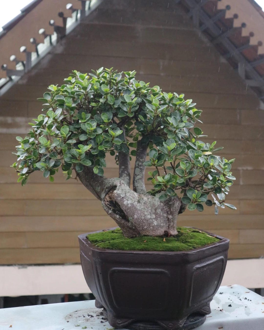 Actual Tree. Ficus Microcarpa Var. Latifolia Medium Size - Etsy UK