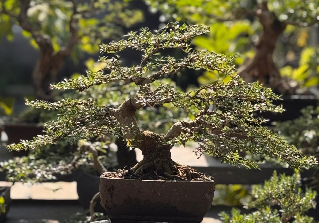 Actual Tree. Vietnamese Blue Bell. Trifidacanthus. Fragrant Purple ...