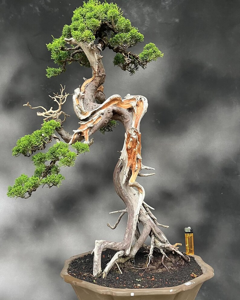 Actual Tree. Juniperus Chinensis Sargenti Uniq - Etsy