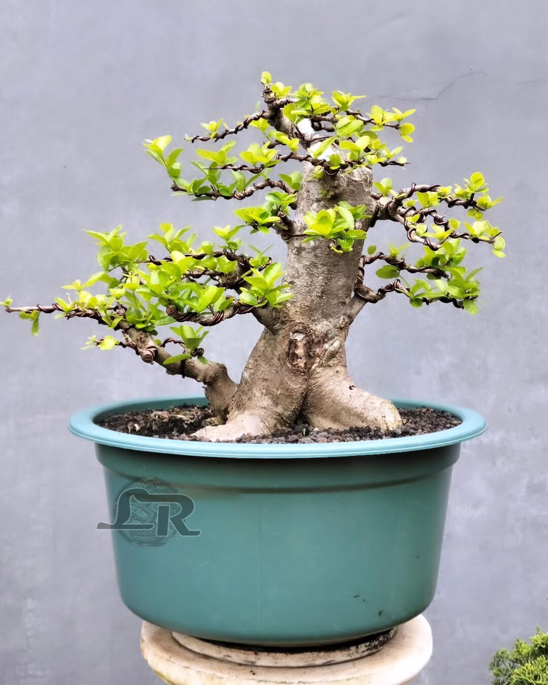 Actual Tree. Dwarf Barbados Cherry - Etsy
