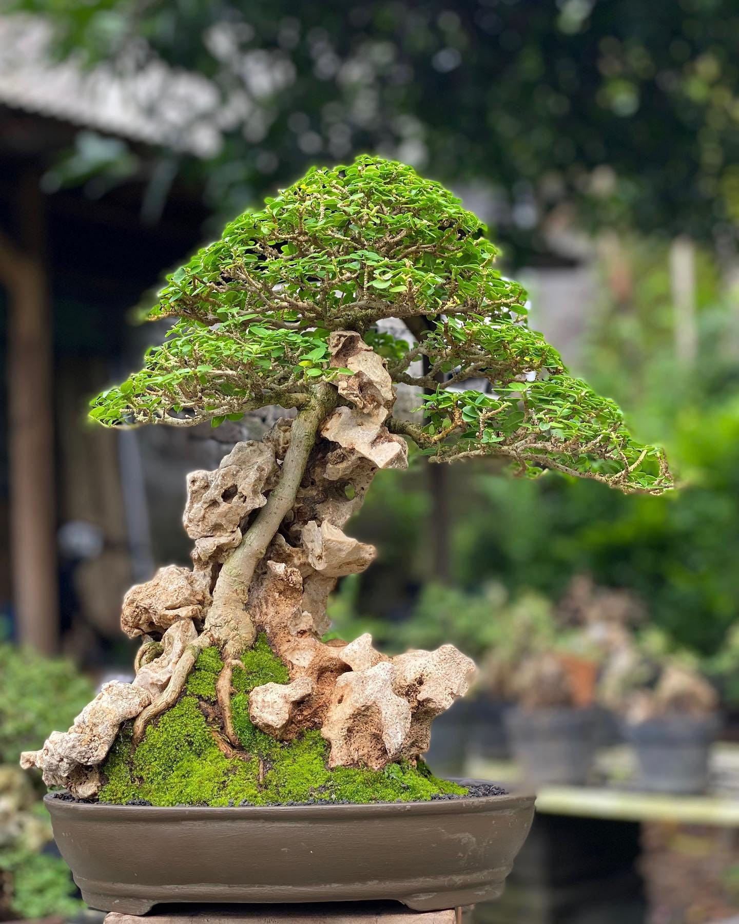 Actual Tree. Premna Microphyla Medium Size - Etsy