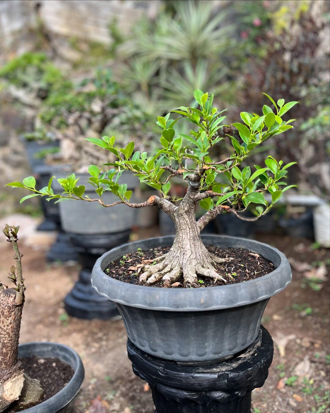 Actual Tree. Ficus Microcarpa Small Size - Etsy