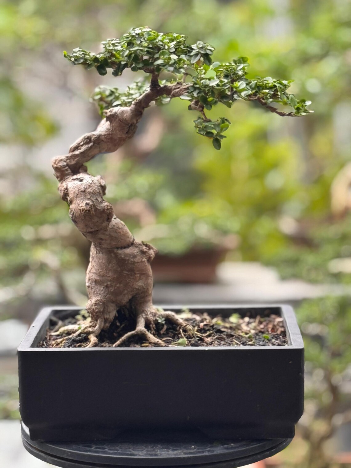 Actual Tree. Real Premna Antique. Medium Size Bonsai With Phytosanitary ...