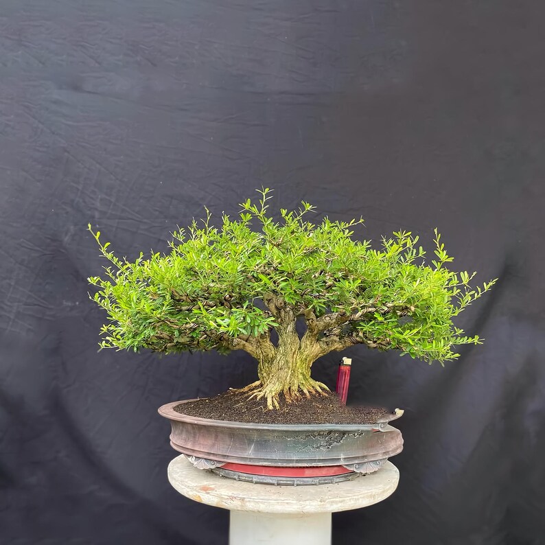 Actual Tree. Vietnamese Blue Bell. Trifidacanthus. Fragrant Purple ...