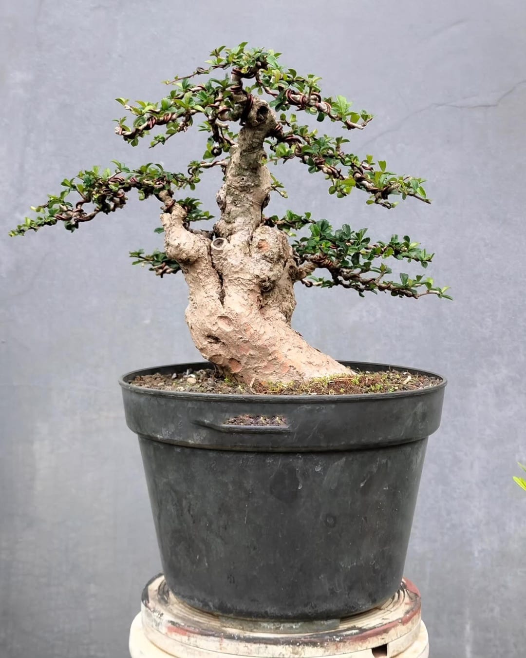 Actual Tree. Real Hokiantea Old Tree. Bonsai With Phytosanitary - Etsy