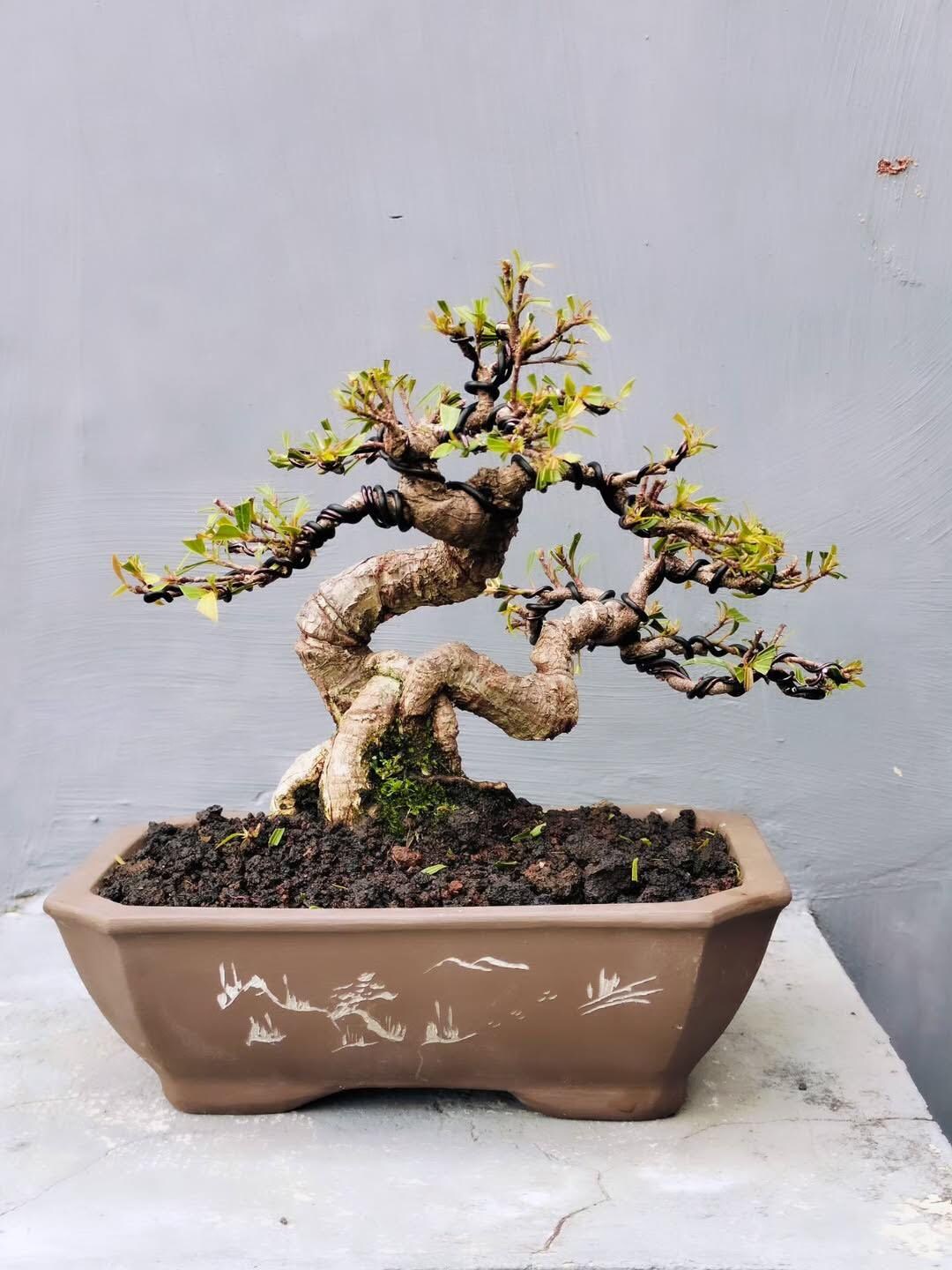 Actual Tree. Ficus California - Etsy