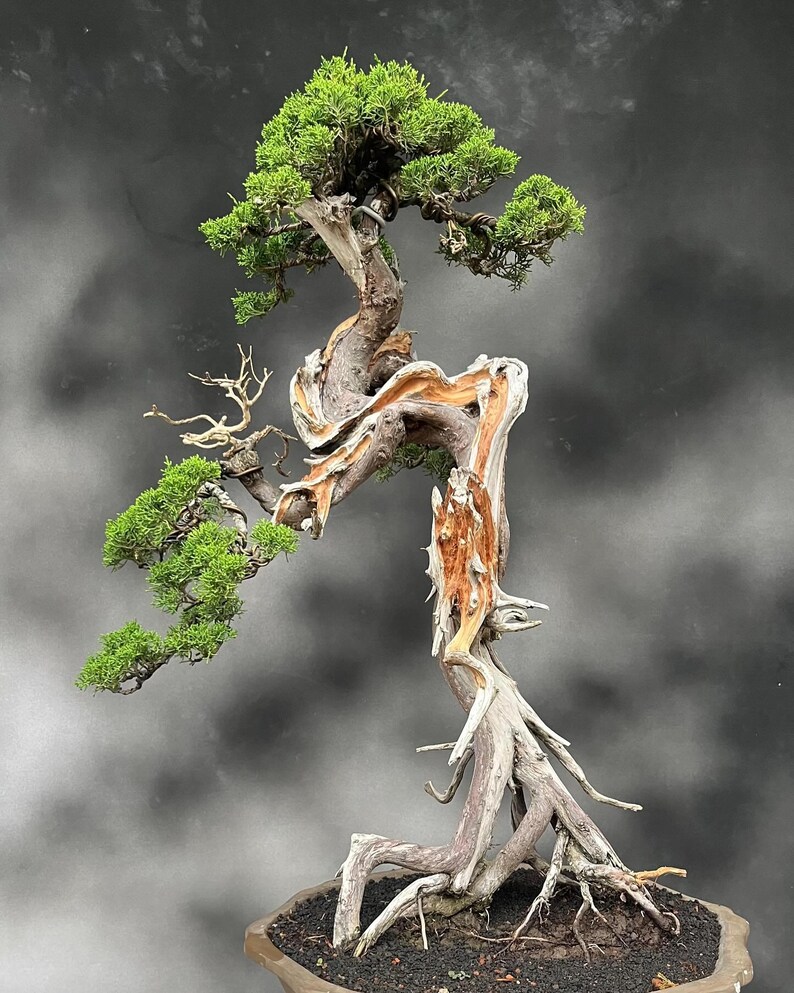 Actual Tree. Juniperus Chinensis Sargenti Uniq - Etsy