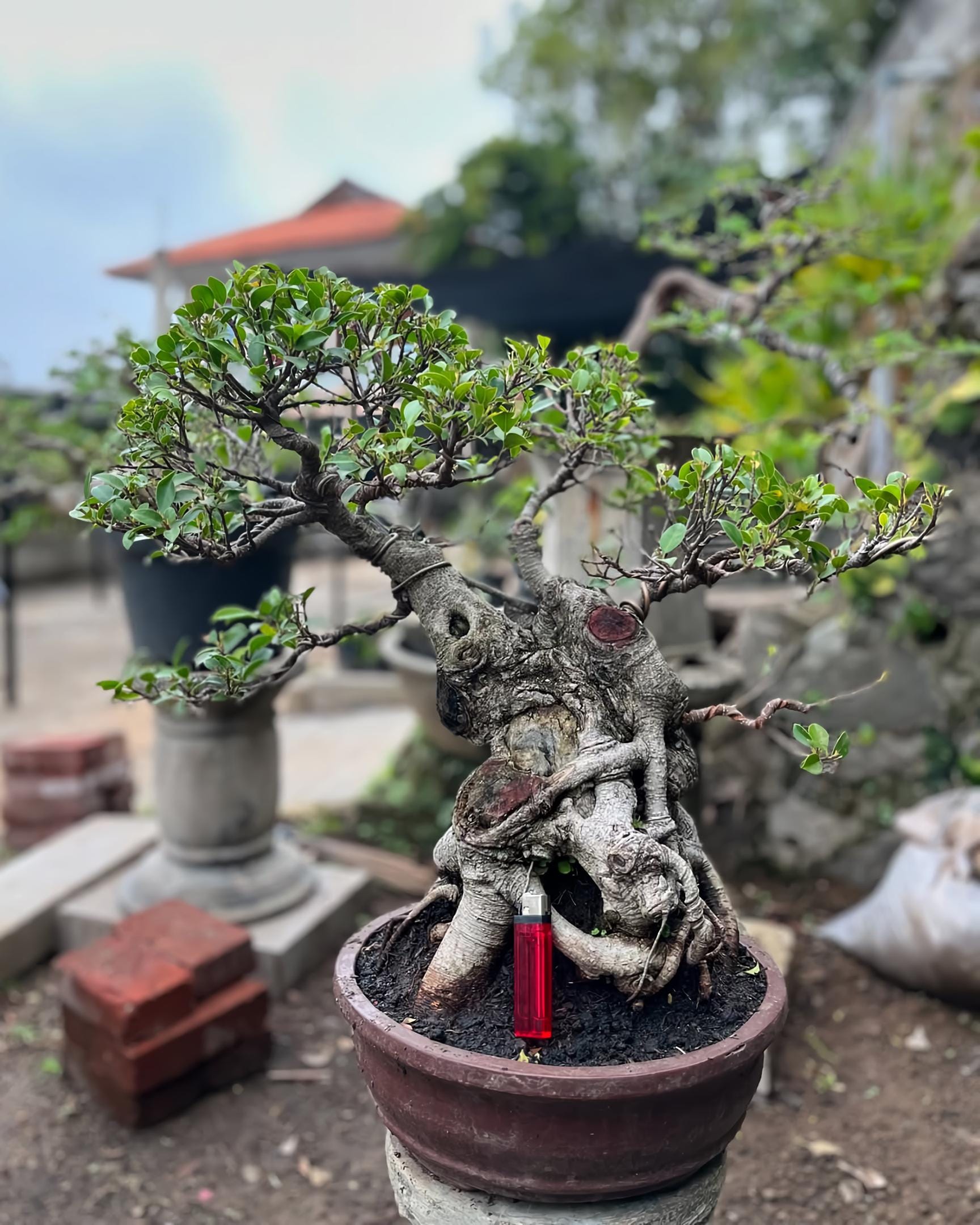 Actual Tree. Ficus Microcarpa - Etsy