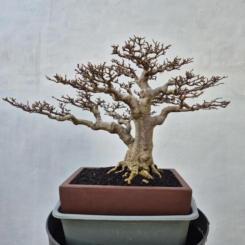 Actual Tree. Water Jasmine. Wrightia Religiosa Medium Size - Etsy