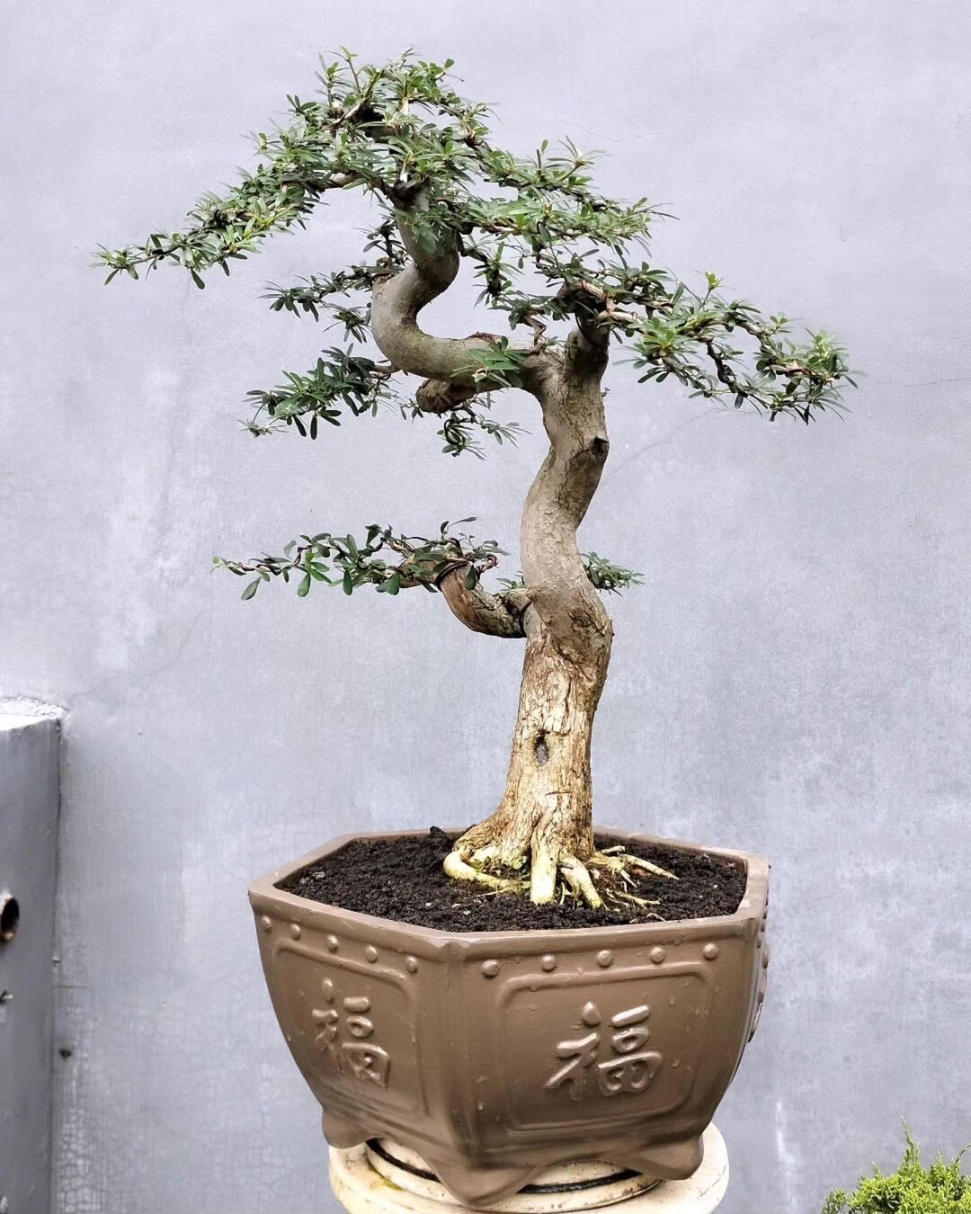 Actual Tree. Vietnamese Blue Bell. Trifidacanthus. Fragrant Purple ...