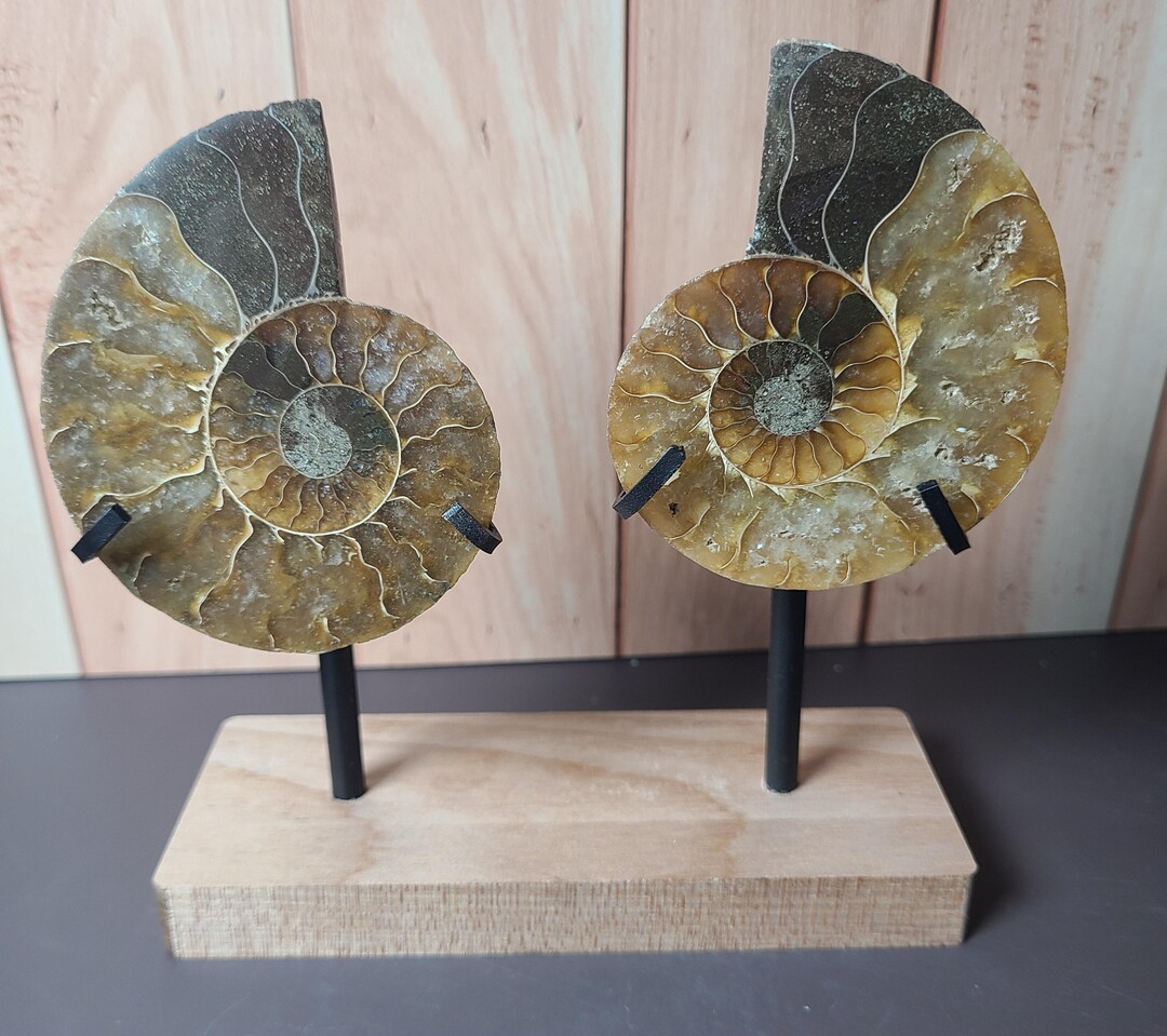 Ammonite Fossils on Stand - Etsy