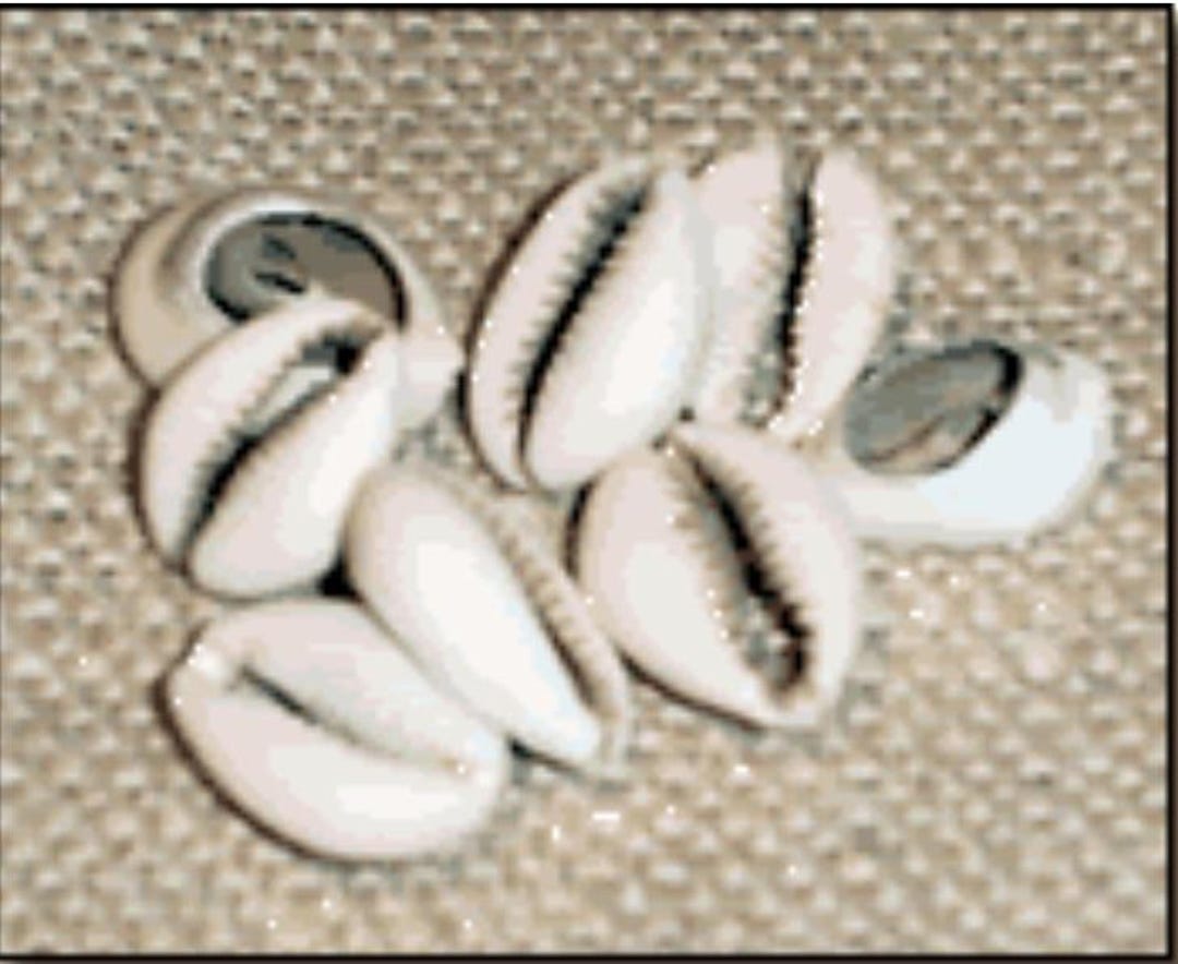 West African Cowrie Shells - Pack of 10 - Etsy