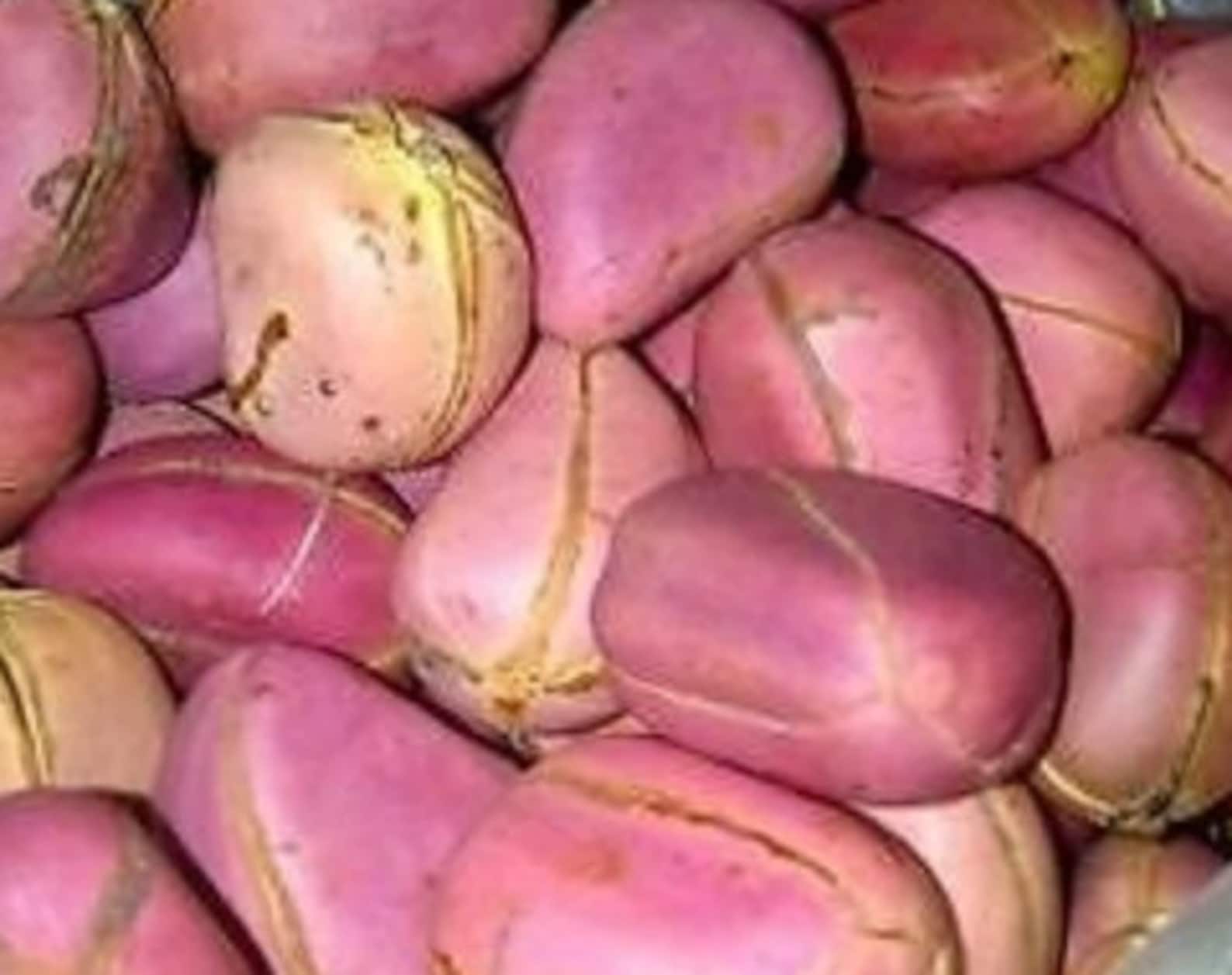 Kola (cola) Acuminata Nuts - 4 and 5 Lobes - Etsy Canada