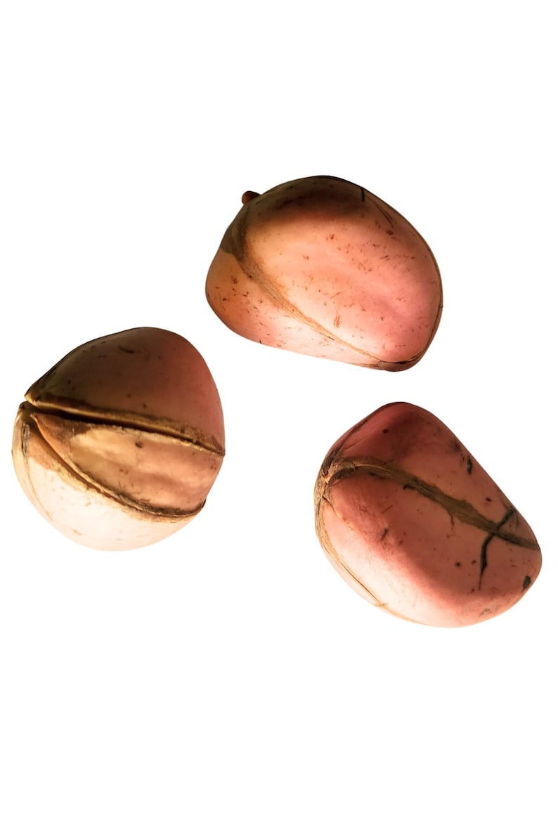 Kola (cola) Acuminata Nuts - 4 and 5 Lobes - Etsy