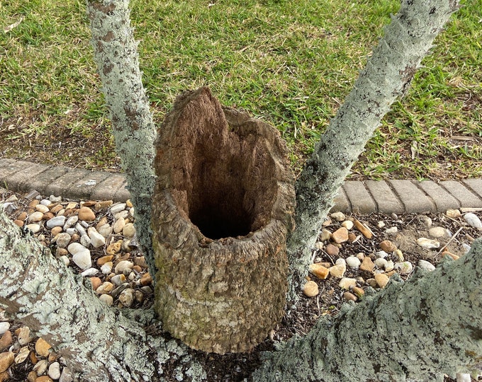 Organic Florida Hollow Palm Log - Soil Free Fiberous Growing Interior ...