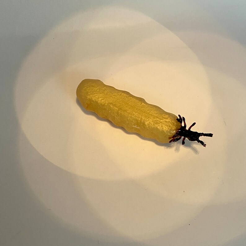 Termite Queen, True to Life Size Acrylic Model. Educational Toys ...