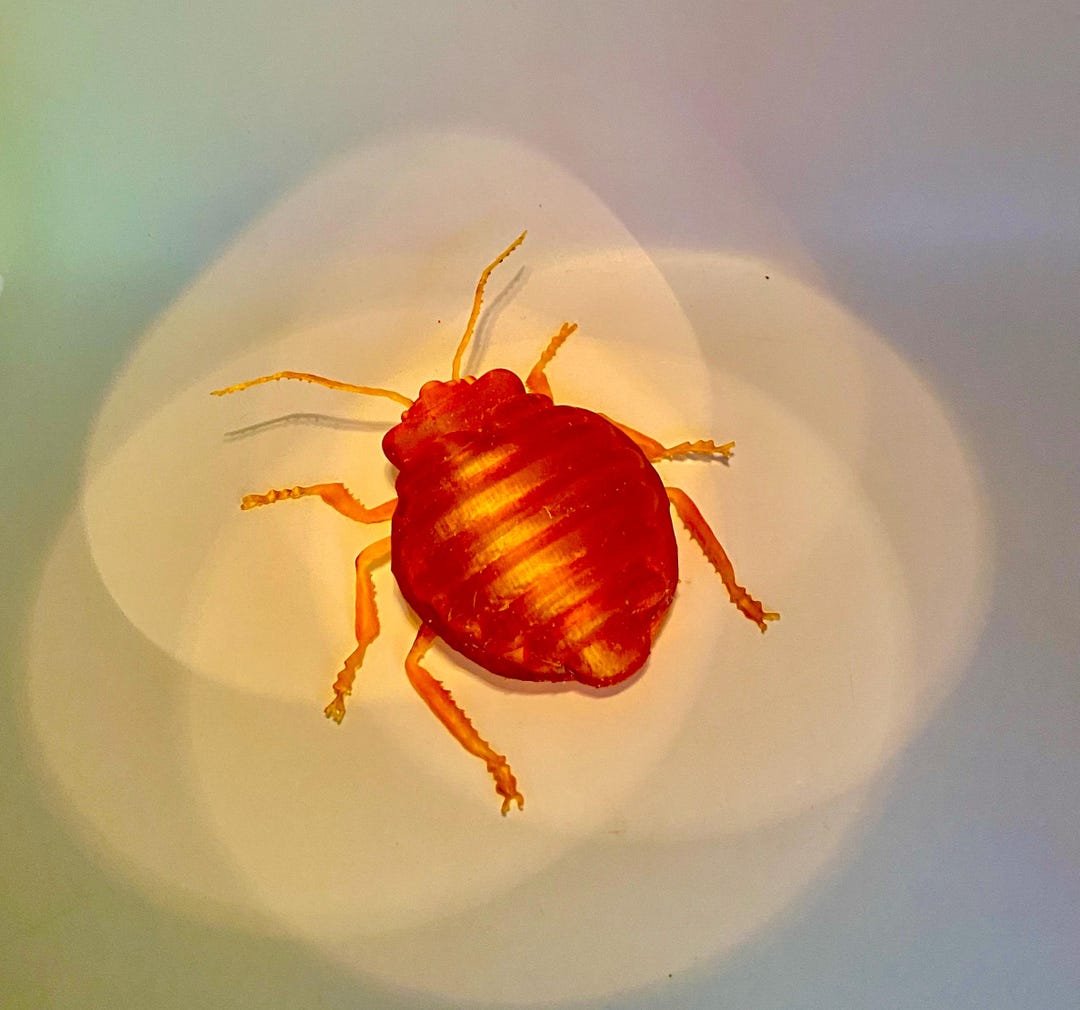 3D Printed Bed Bug Replica: Translucent Entomology Model - Etsy