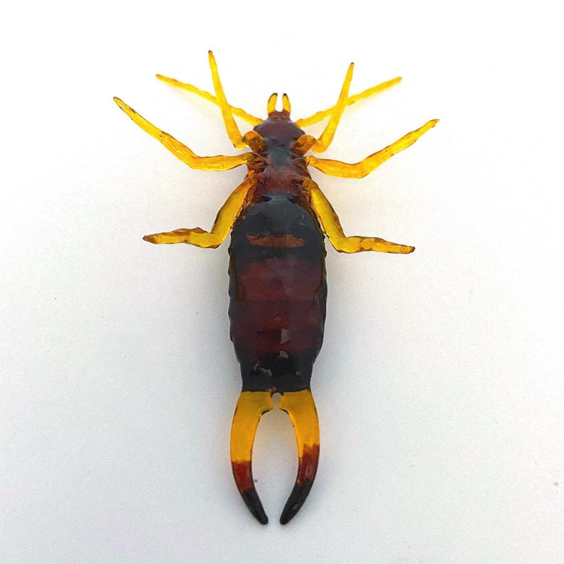 3D Printed Earwig Entomology Model: Alcohol Ink Dyed Resin, Cottage ...