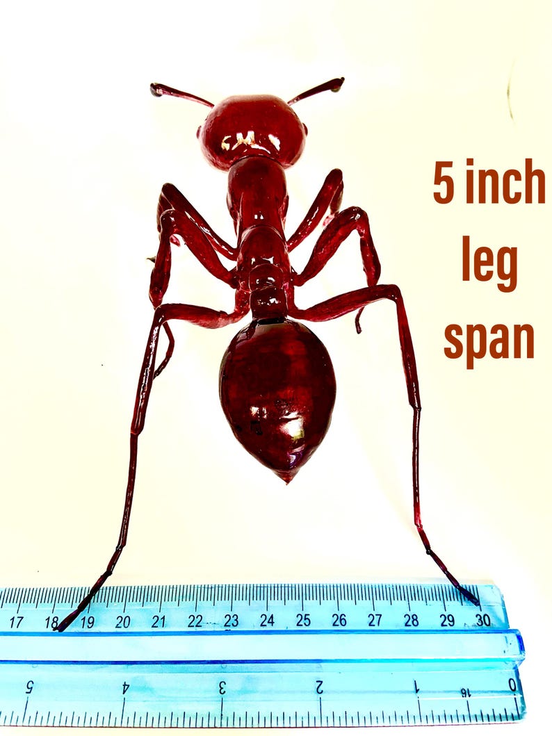 Giant Fire Ant 3D Model, Realistic Photogrammetry Resin, Handcrafted ...