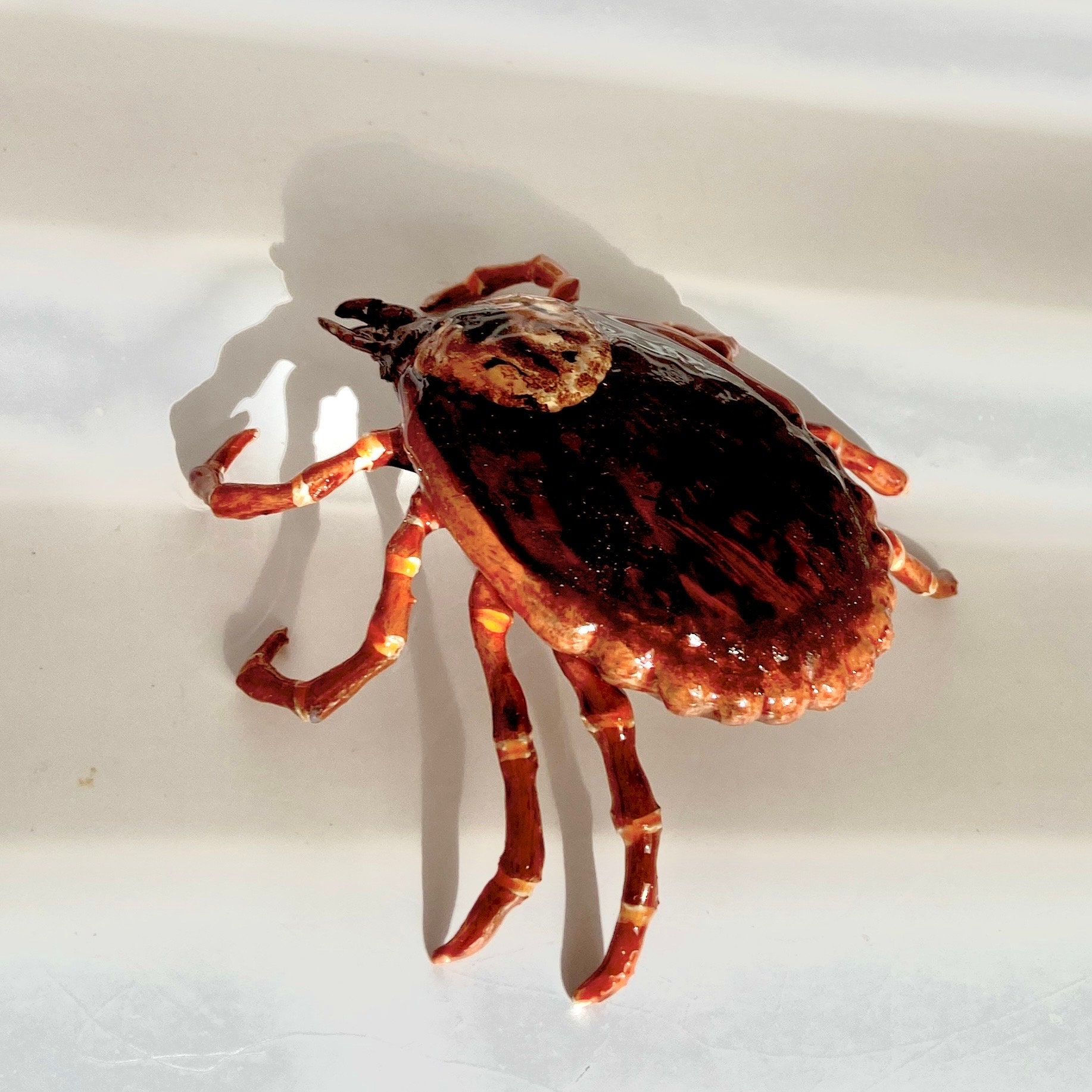 3D Printed Rocky Mountain Wood Tick Replica: Hand-painted ...