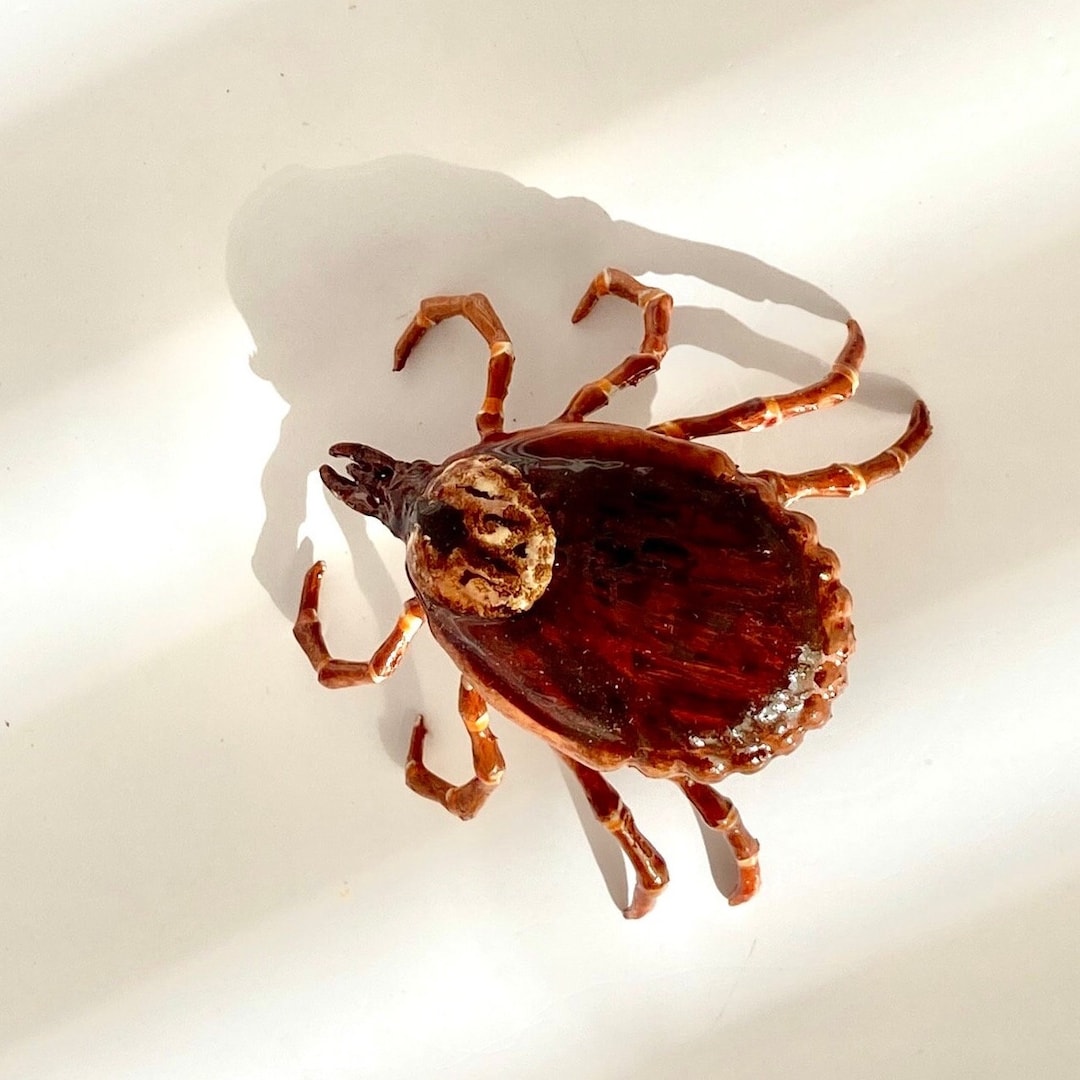 3D Printed Rocky Mountain Wood Tick Replica: Hand-painted ...