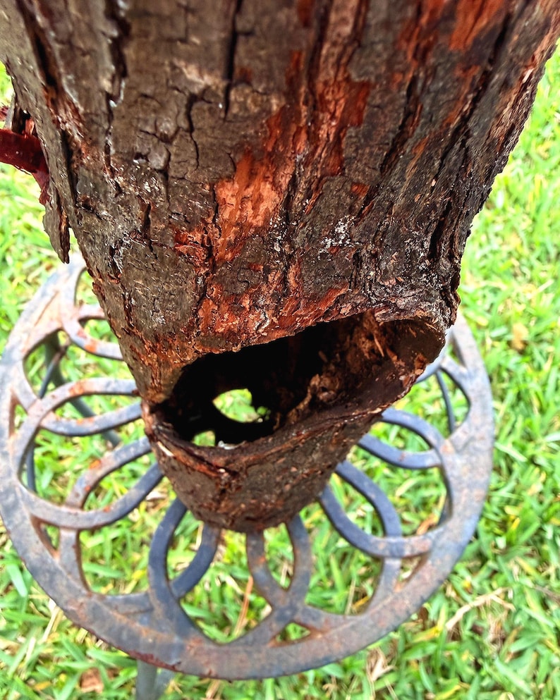 Hollow Pine Log: Pileated Woodpecker Holes DIY Art Form. Choice of 2 ...