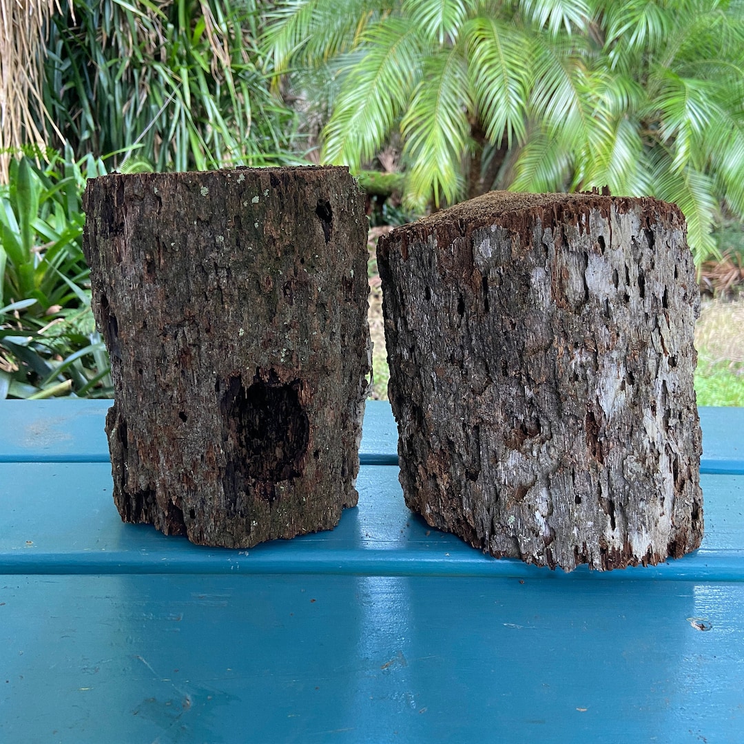 Termite Damaged Palm Wood Logs-craft Wood to Sculpt, Slice, Carve ...