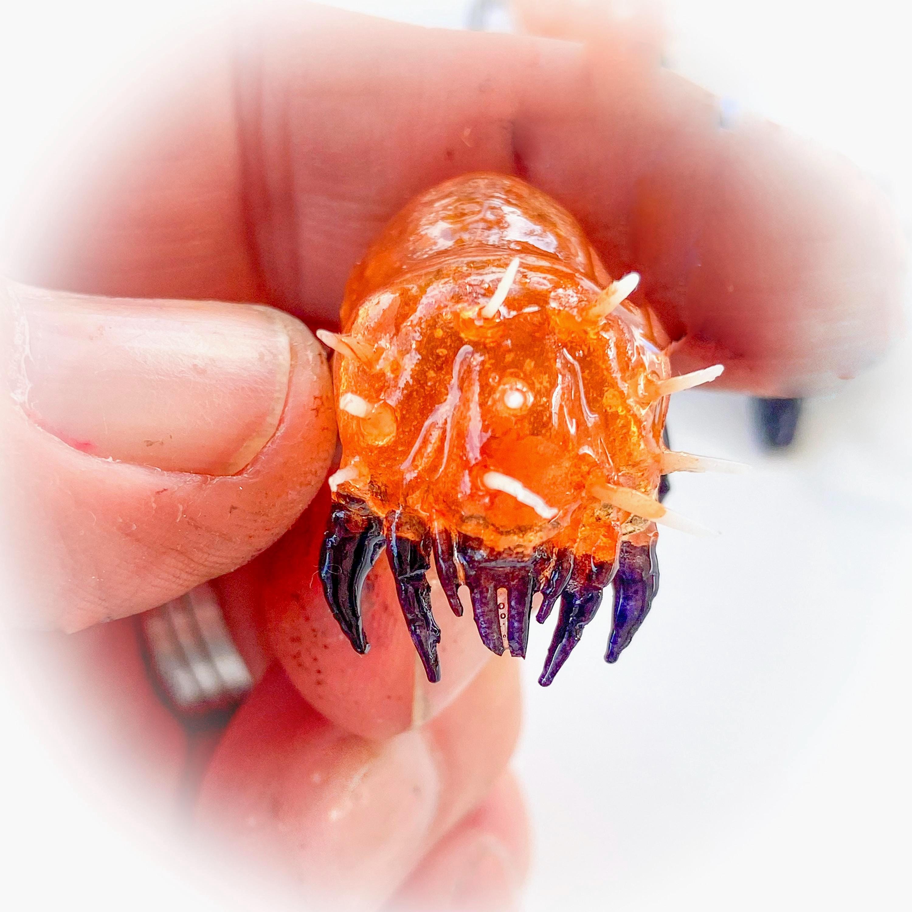 3D Printed Dust Mite Mini Model Set: Translucent Bronze, Educational ...