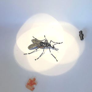 3D Printed Aedes Mosquito Replica: Real World Scale Photogrammetry ...