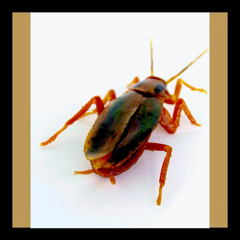 Cockroach - Etsy